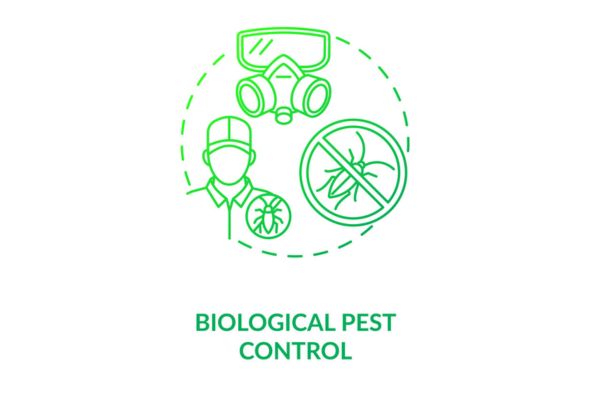 Why Do You Need A Pest Inspection And Pest Control In Brisbane ...