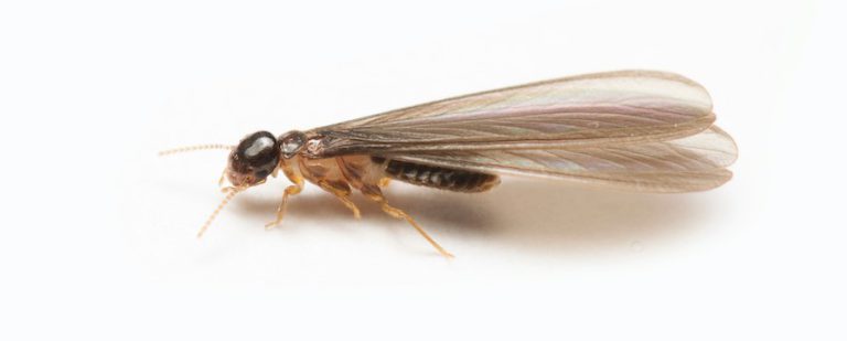 What Do Termites Look Like? How to Identify Termites?